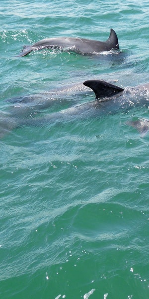 Koombana Bay: Dolphin Eco Cruise | GetYourGuide
