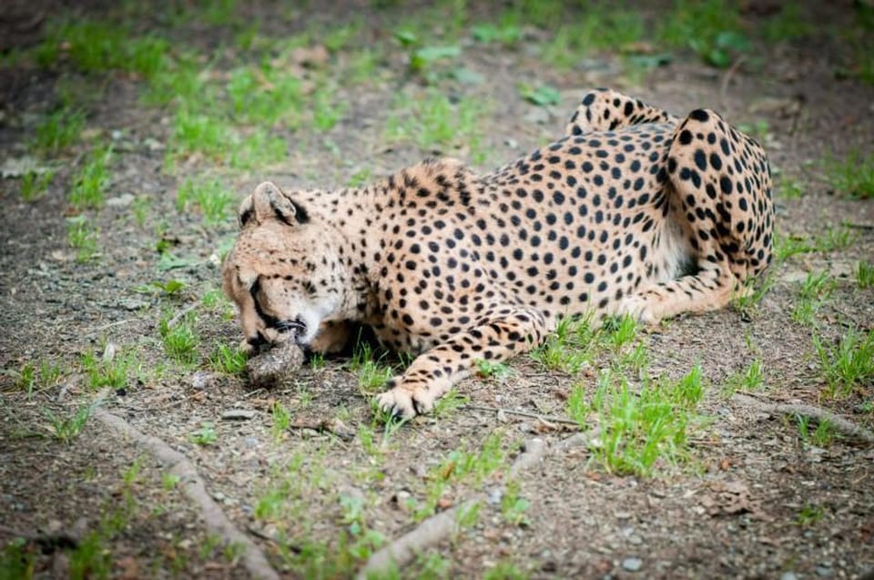 Arusha: Excursión de un día al Parque Nacional de Arusha | GetYourGuide