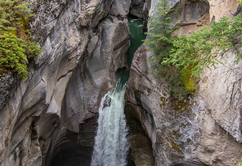 Wildlife & Waterfall Tour with Maligne Lake Cruise | GetYourGuide