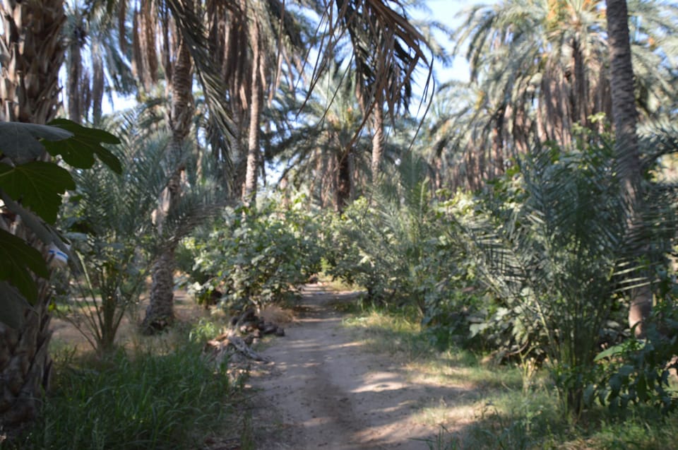 From Djerba: 2-Day Tour of Tozeur and Mountain Oasis | GetYourGuide