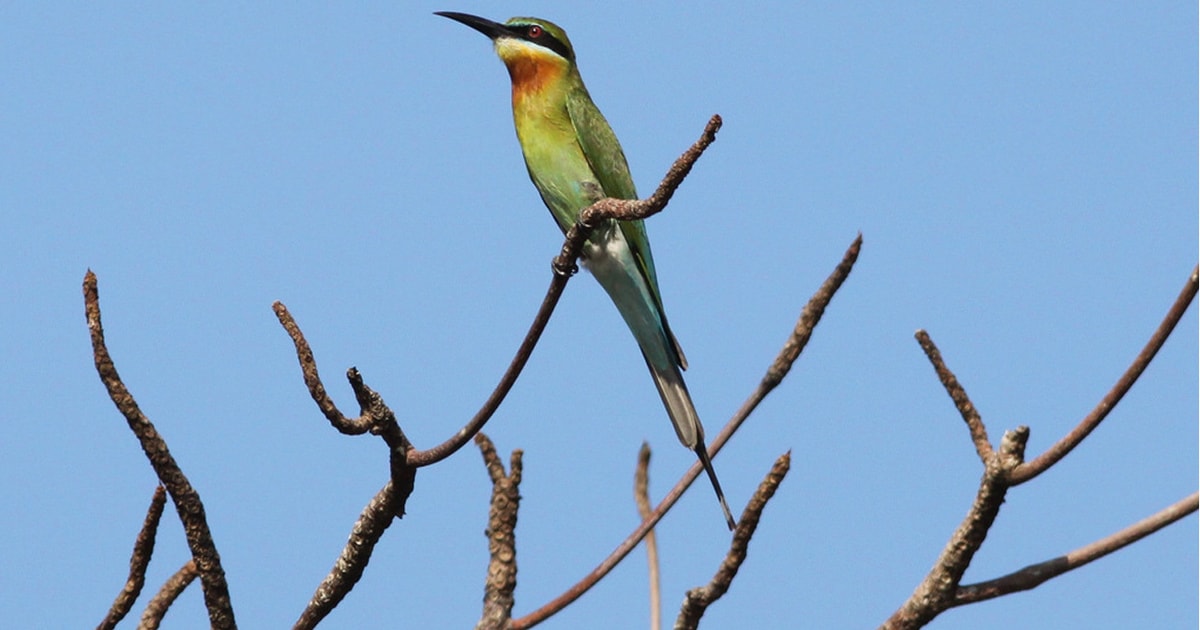 Fra Colombo: Muthurajawela Sanctuary Bird Watching Tour | GetYourGuide