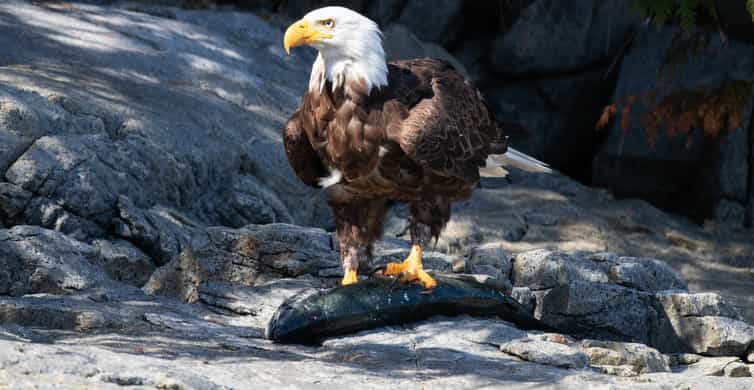 Vancouver Island: Campbell River Coastal Wildlife Adventure | GetYourGuide