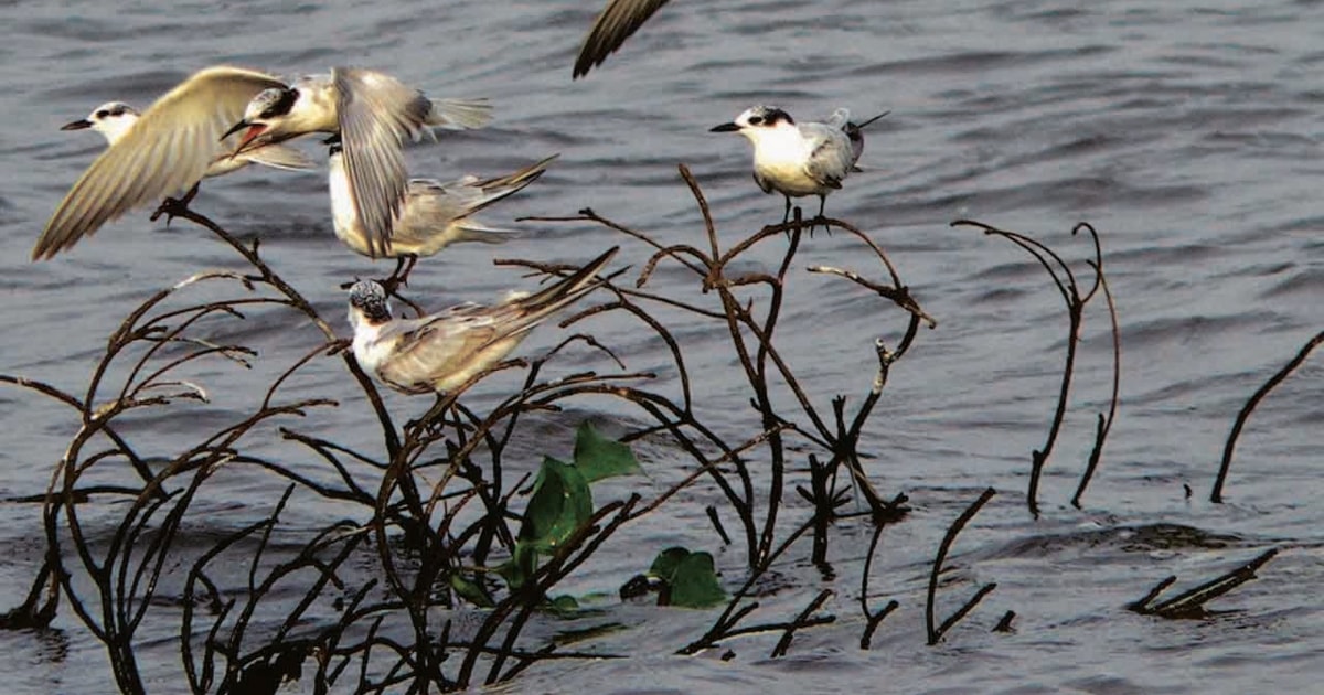 Habarana: Guided Birdwatching Tour | GetYourGuide