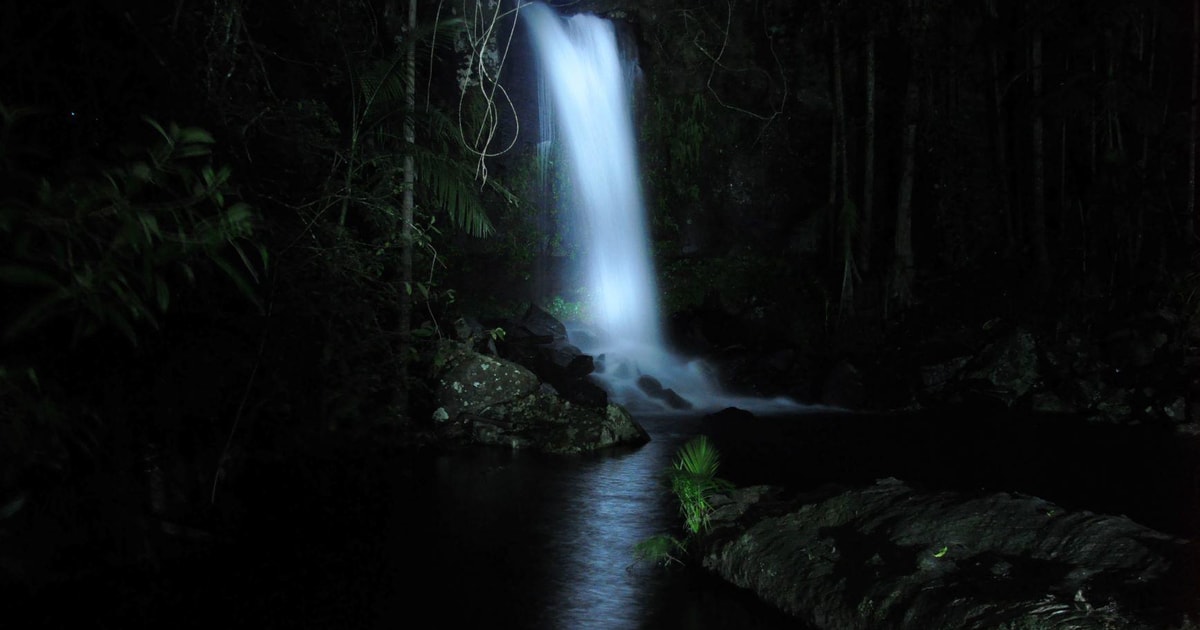 Guldkysten: Aftenregnskov og oplevelse med glødende orme | GetYourGuide