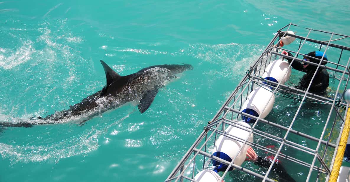 Gans Bay National Parks | GetYourGuide