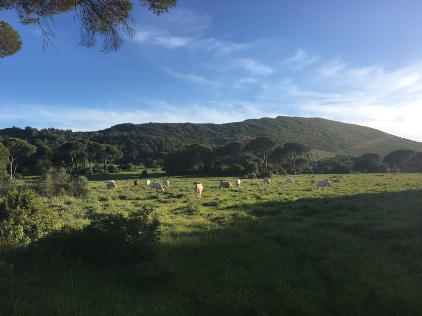 Hiking tour to Highest Limestone Cliff in Europe | GetYourGuide