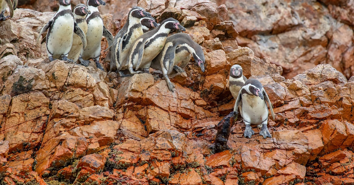 Paracas: tour mattutino in barca delle Isole Ballestas | GetYourGuide