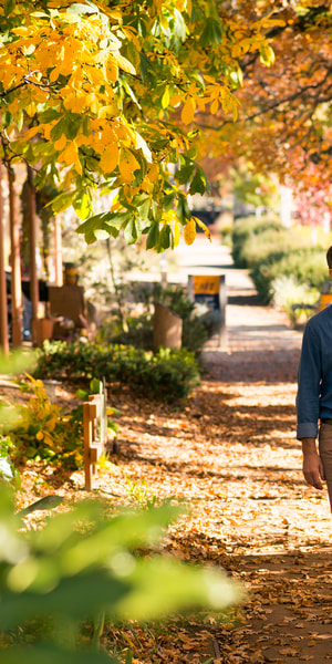 Melbourne: Lake Mountain Snow Guided Tour | GetYourGuide