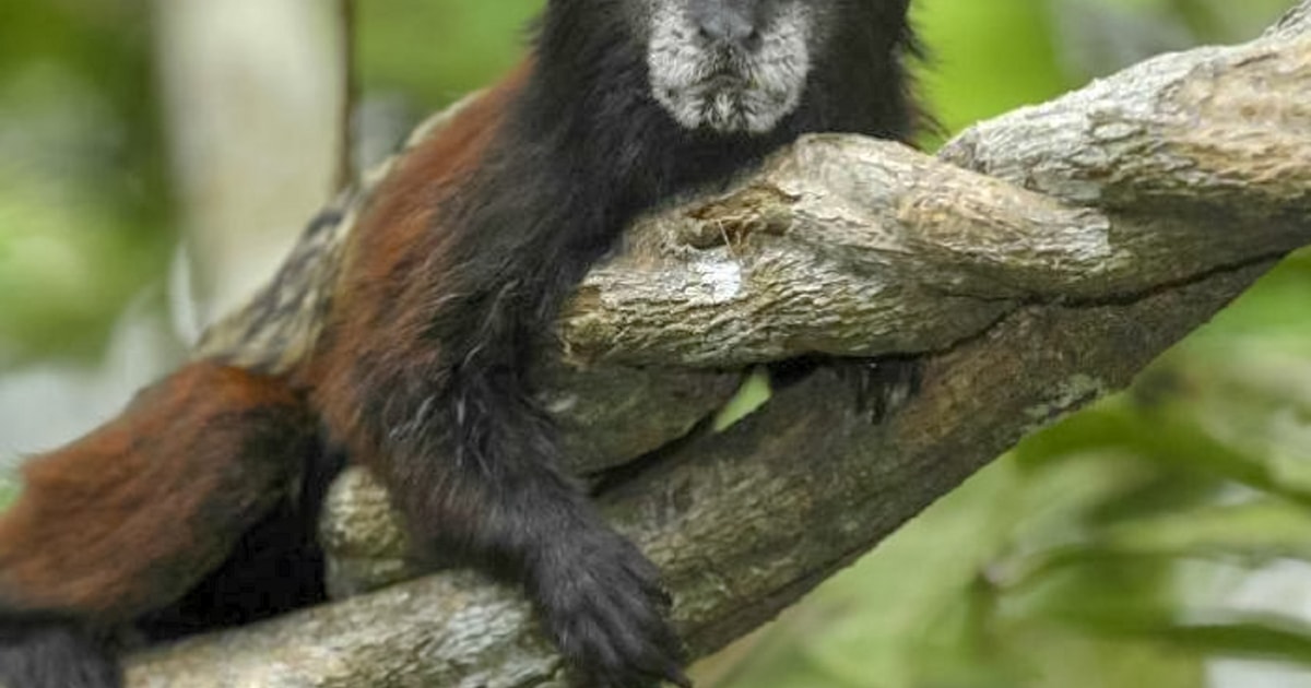 Iquitos: Dagsutflykt till Pacaya Samiria nationalreservat | GetYourGuide