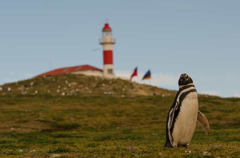 Punta Arenas: Walk with Penguins on Magdalena & Marta Island | GetYourGuide