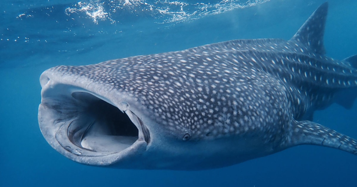 Bohol: Whale Shark Watching and Sardine Snorkeling Tour | GetYourGuide