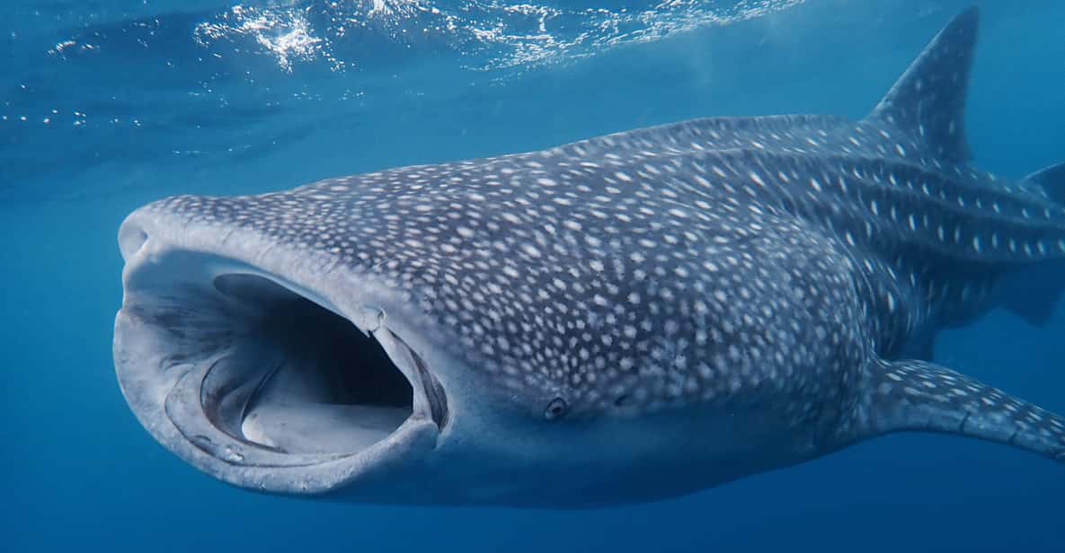 Bohol: Whale Shark Watching and Sardine Snorkeling Tour | GetYourGuide