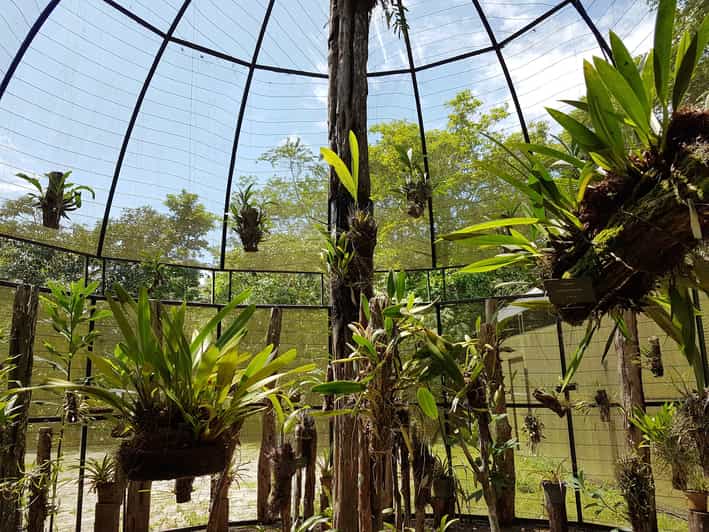 Manaus: MUSA and INPA Museums with Observation Tower Tour | GetYourGuide