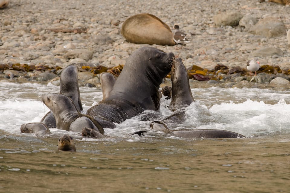 Punta Arenas: Walk with Penguins on Magdalena & Marta Island | GetYourGuide