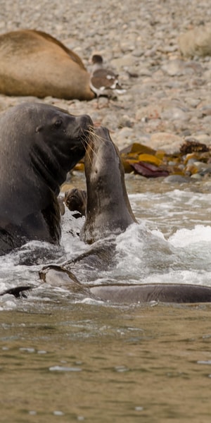 Punta Arenas: Walk with Penguins on Magdalena & Marta Island | GetYourGuide