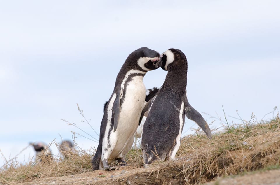 Punta Arenas: Walk with Penguins on Magdalena & Marta Island | GetYourGuide