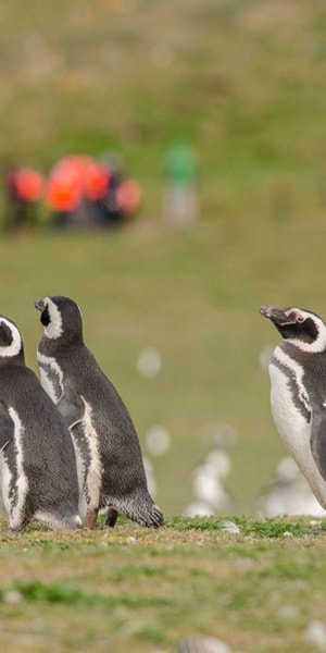 Punta Arenas: Walk with Penguins on Magdalena & Marta Island | GetYourGuide