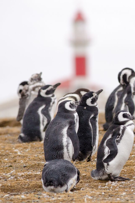 Punta Arenas: Walk with Penguins on Magdalena & Marta Island | GetYourGuide