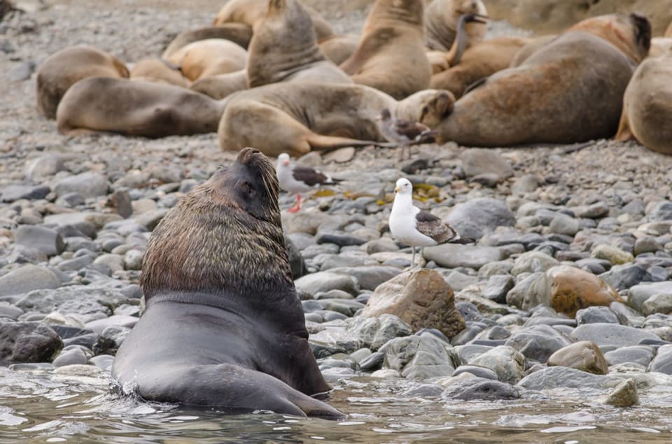Punta Arenas: Walk with Penguins on Magdalena & Marta Island | GetYourGuide