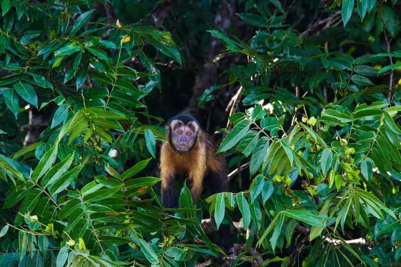 Manaus: Multi-Day Amazon Trip at Tapiri Lodge w/ Speedboat | GetYourGuide