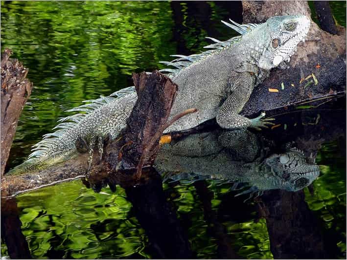 Manaus: Multi-Day Amazon Trip at Tapiri Lodge w/ Speedboat | GetYourGuide