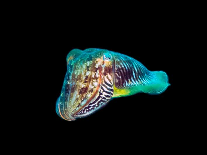 Madeira: 3-Hour Guided Scuba Diving Experience | GetYourGuide