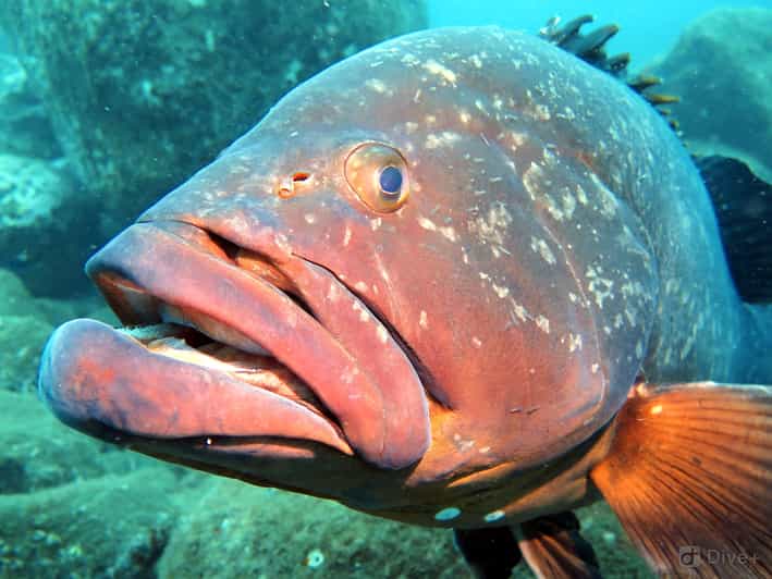 Funchal: Scuba Diving Experience for Beginners | GetYourGuide