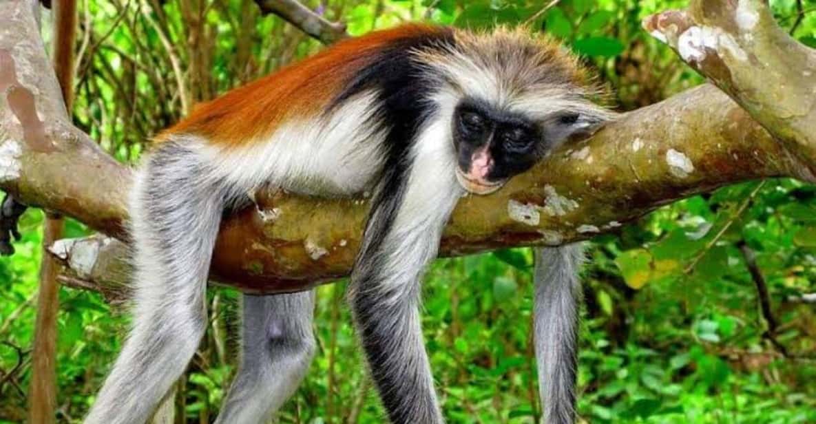 Jozani Forest and mtende beach day trip | GetYourGuide