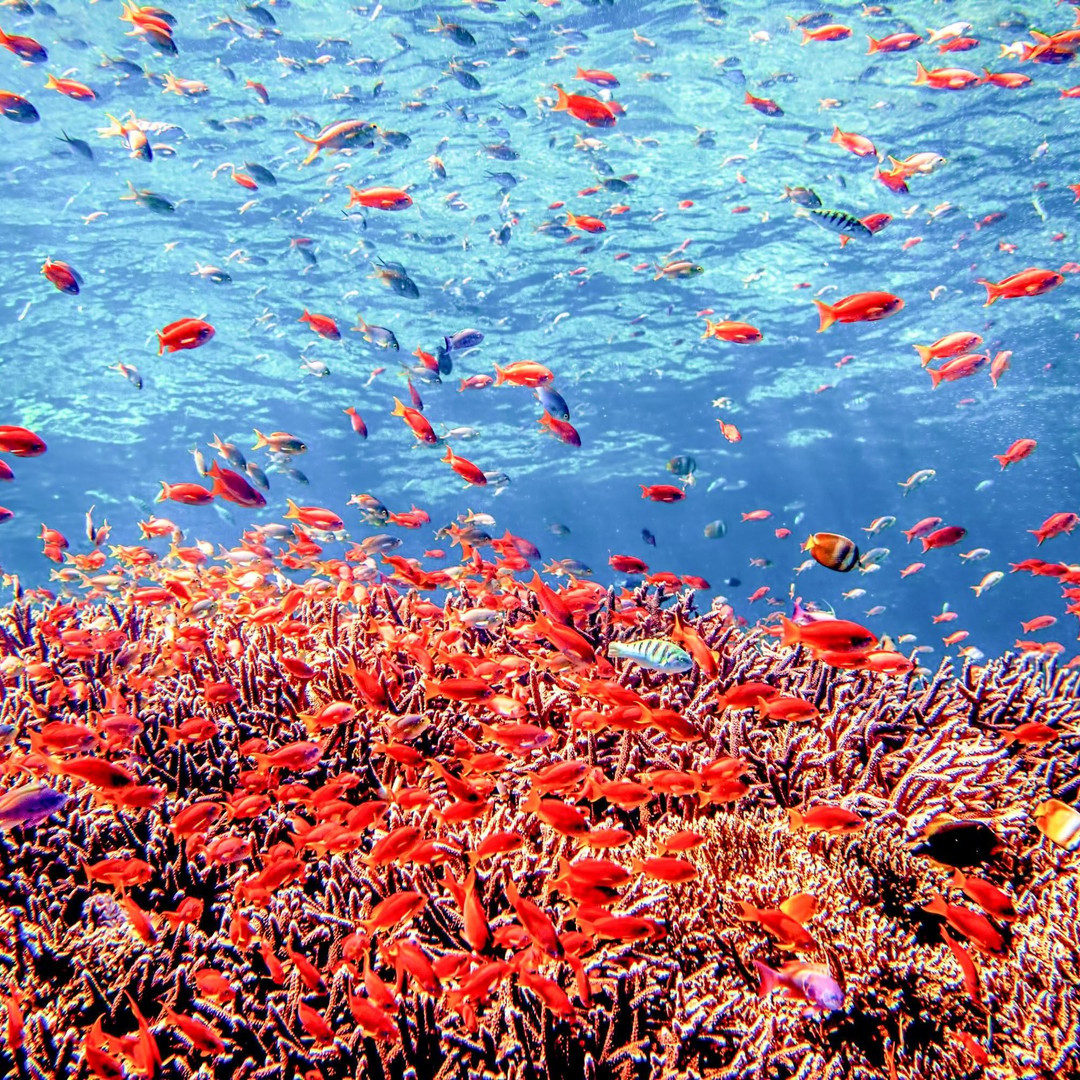Bali: Tulamben Bay and the USAT Liberty Wreck Dive | GetYourGuide