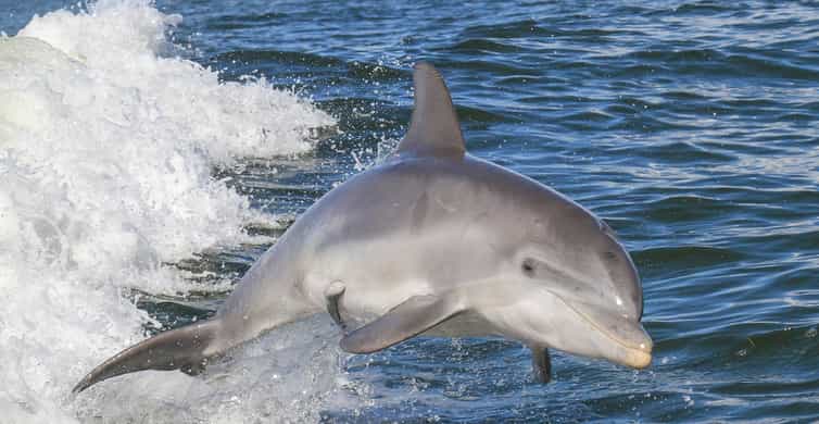 The BEST Noosa, Queensland Dolphin & whale watching 2022 - FREE ...