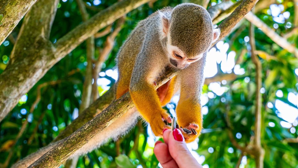 Half Spider Half Monkey