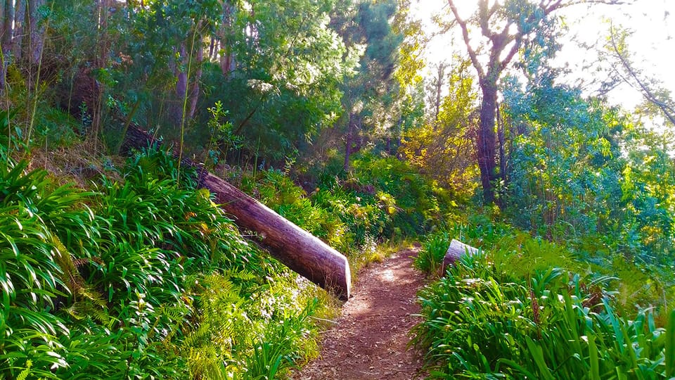Madeira: Paradise Valley Levada Walk | GetYourGuide