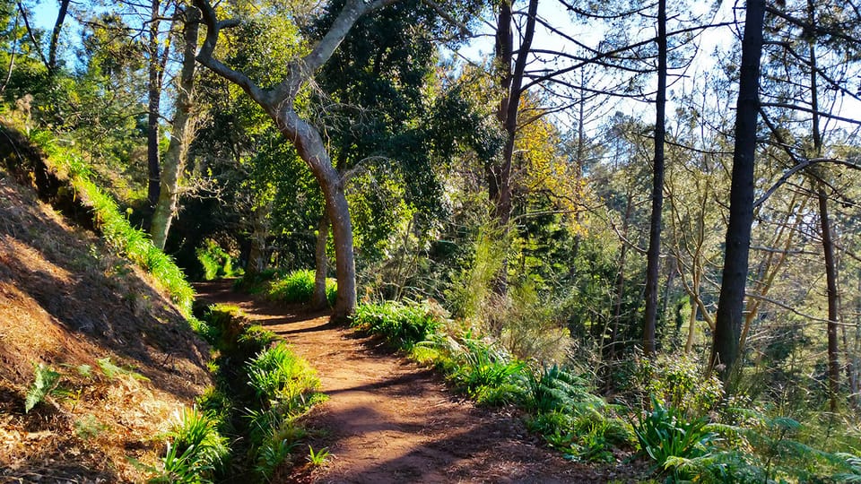 Madeira: Paradise Valley Levada Walk | GetYourGuide