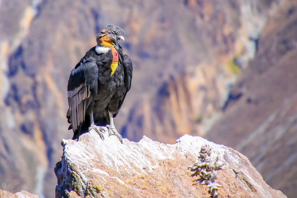 Full-Day Condor Viewpoint & Inca Sites Tour | GetYourGuide