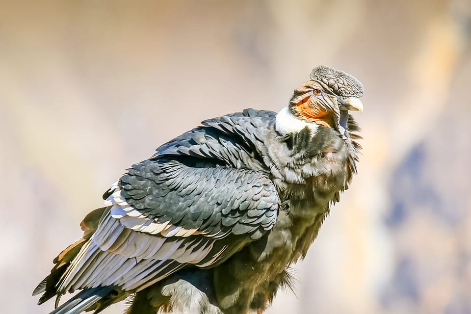 Full-Day Condor Viewpoint & Inca Sites Tour | GetYourGuide