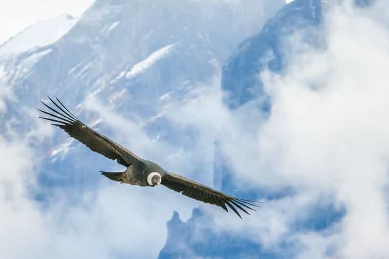 Full-Day Condor Viewpoint & Inca Sites Tour | GetYourGuide