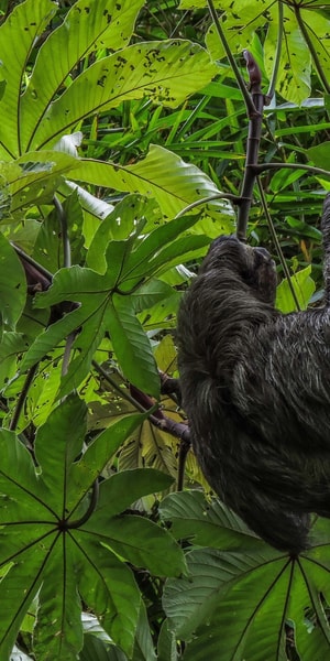 San Jose: Walking Nature Tour with Sloths, Birds, and Trees | GetYourGuide