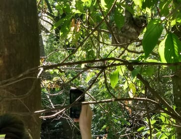 San Jose: Walking Nature Tour with Sloths, Birds, and Trees | GetYourGuide