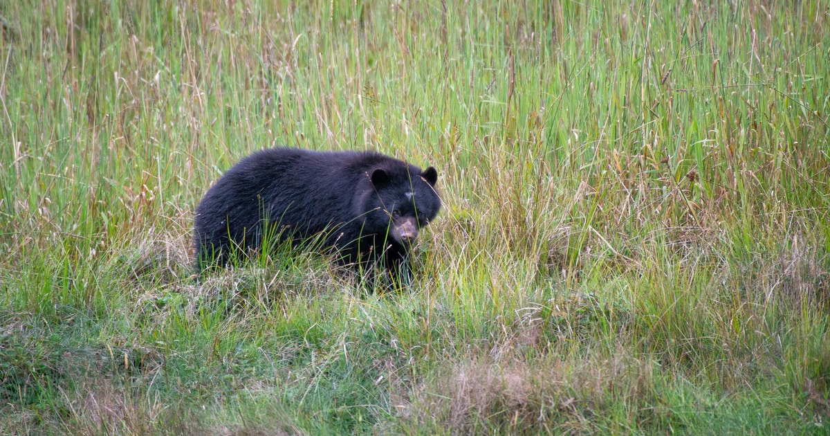 Private sight Tour Chingaza Paramo from Bogota, Andean Bear | GetYourGuide