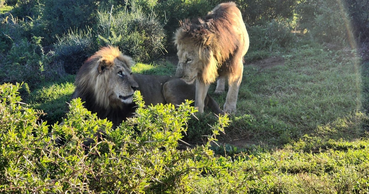 Addo Elephant National Park Full Day Tour | GetYourGuide