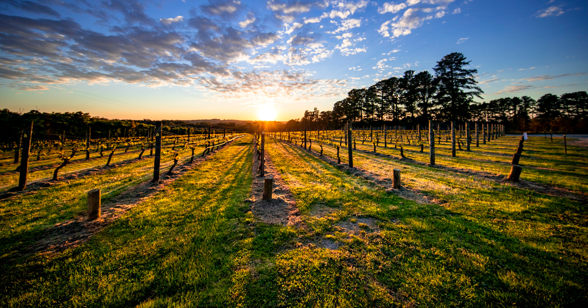 Desde Melbourne Ruta gastronómica y vinícola de la península de ...