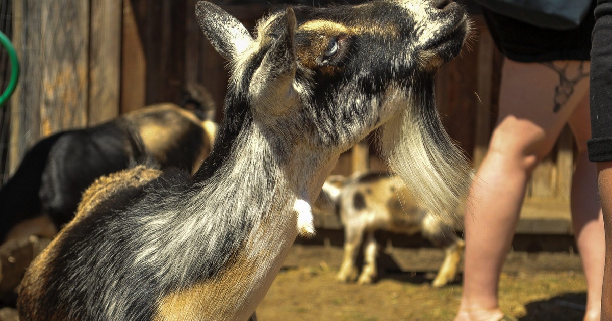 Victoria: Farm Experience Tour | GetYourGuide