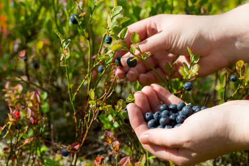 Rovaniemi: Wild Berry Picking and Juice Making | GetYourGuide