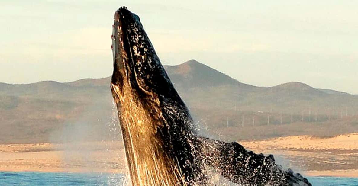 Loreto: Lopez Mateos'ta Gri Balina İzleme Turu | GetYourGuide
