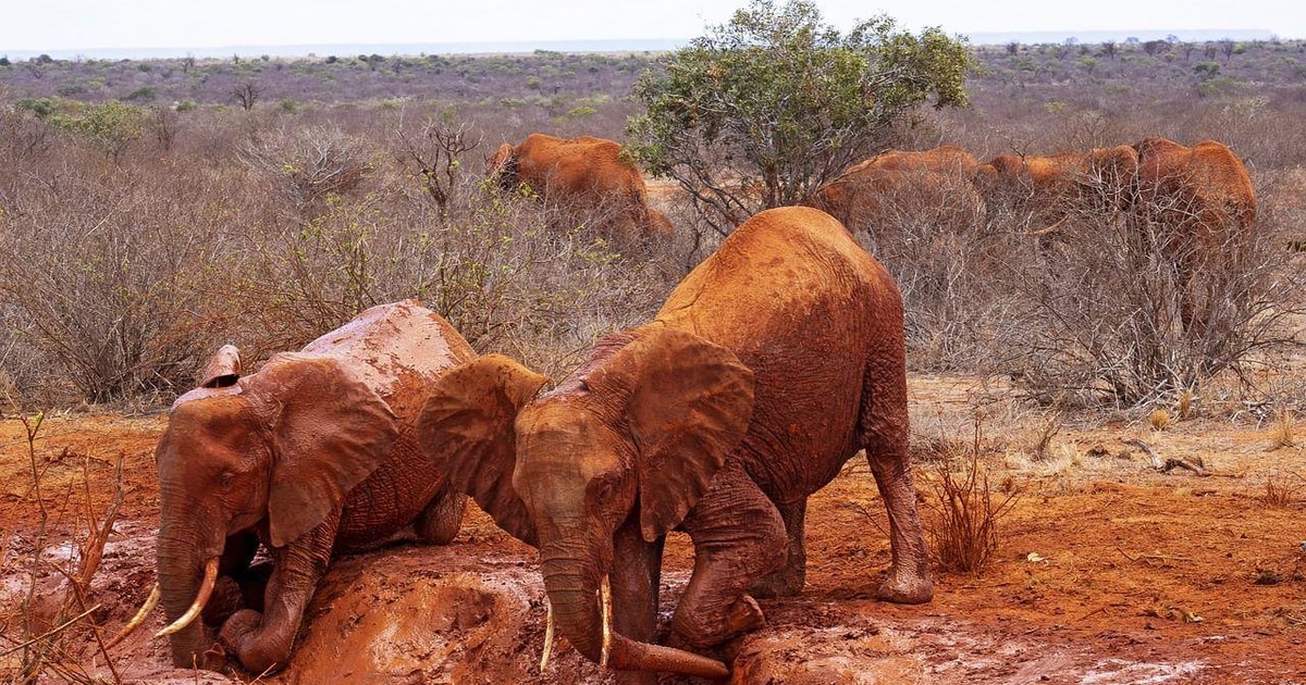 Depuis Mombasa : Safari de 5 jours à Tsavo East $ Saltlick Lodge ...