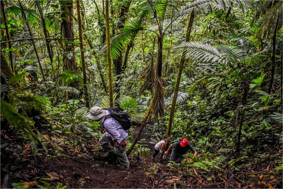 Alajuela: 4-Hour Arenal Rainforest Trek | GetYourGuide