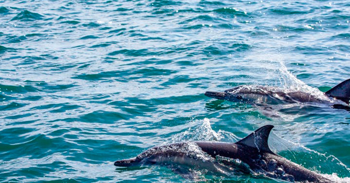 From Loreto: Coronado Island Snorkel | GetYourGuide