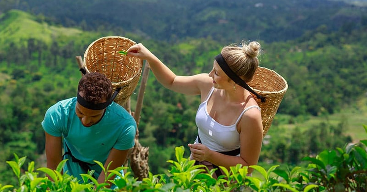 From - Kaluthara / Katukurunda / Maggonna Day Trip To Ella | GetYourGuide