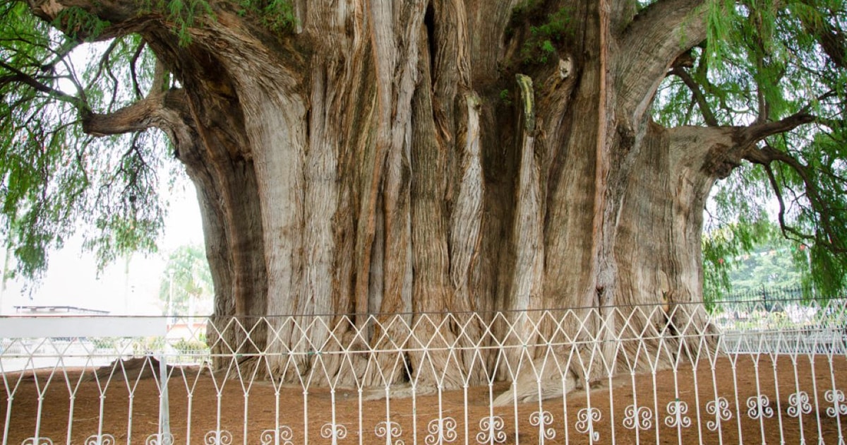 Oaxaca: El Tule tree, Teotitlan Village & Mezcal Tour | GetYourGuide