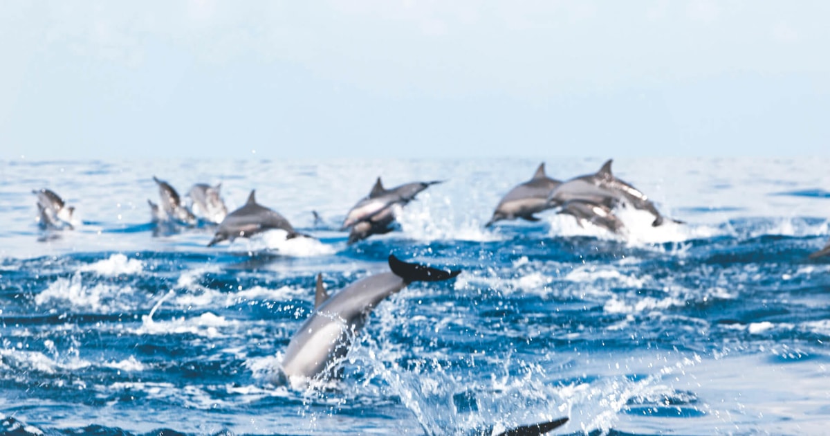 Muscat: Dolphin Watching and Snorkeling Tour | GetYourGuide